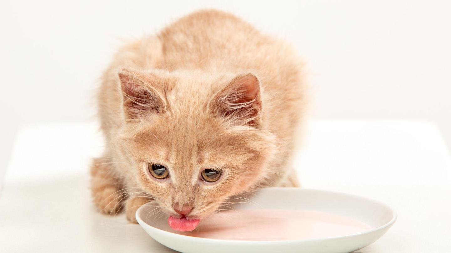 2026年10款寵物飲水機推薦：網友狂推品牌介紹！GEX、有哈 dcard、ppt 評價 - iGood 愛好物